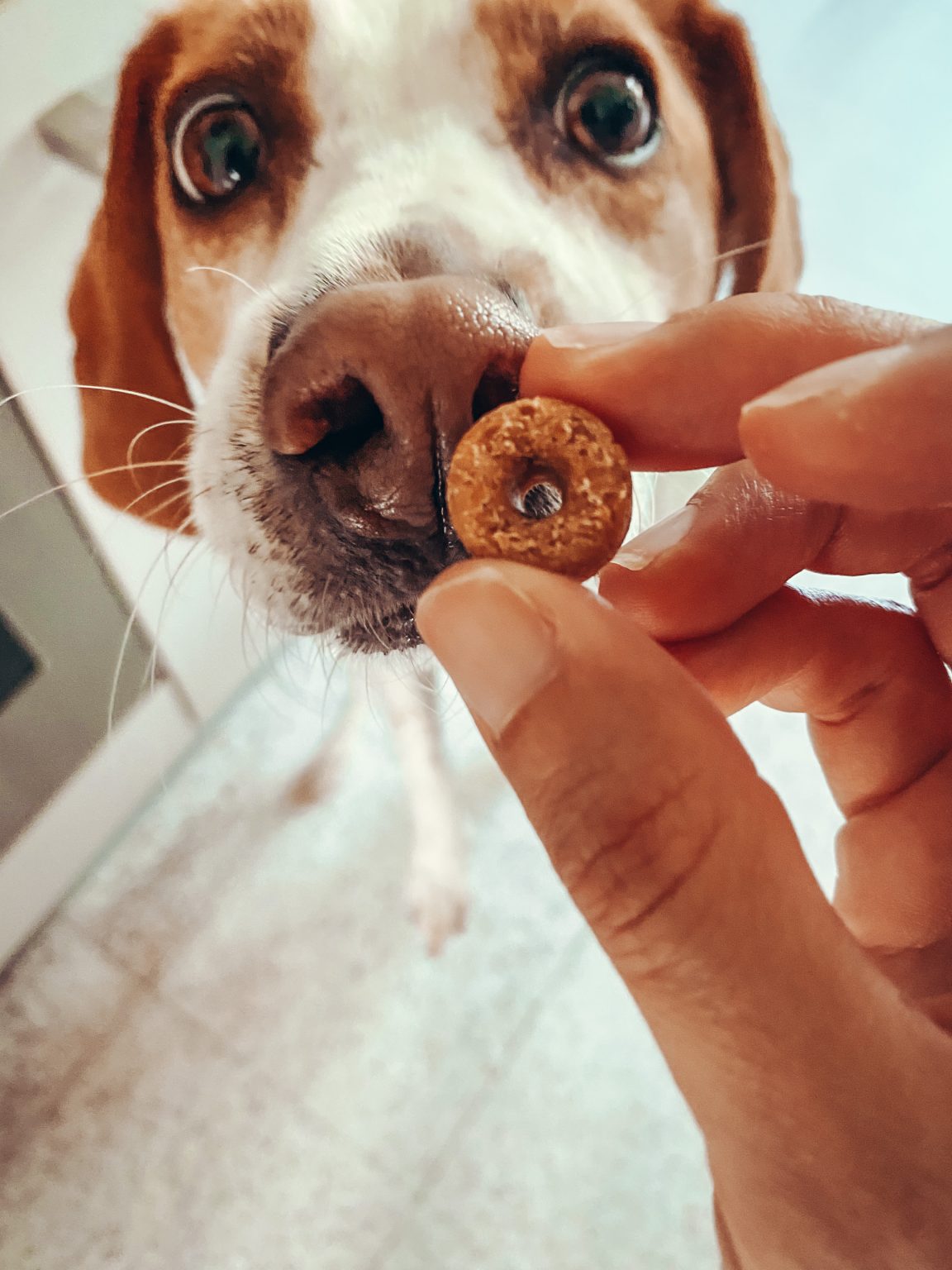 Homepagina - Huiselijk hondenpension Baasje.