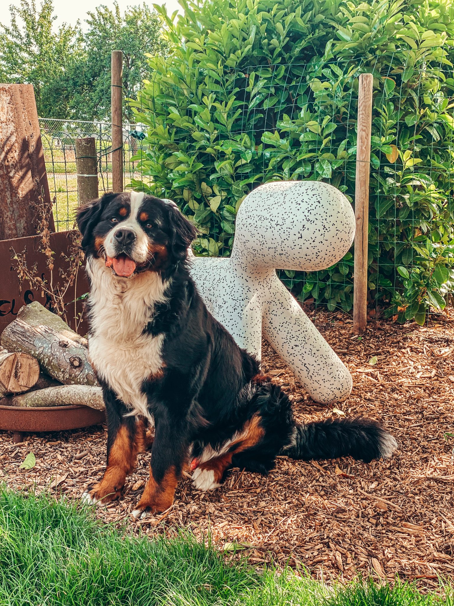 Homepagina - Huiselijk hondenpension Baasje.